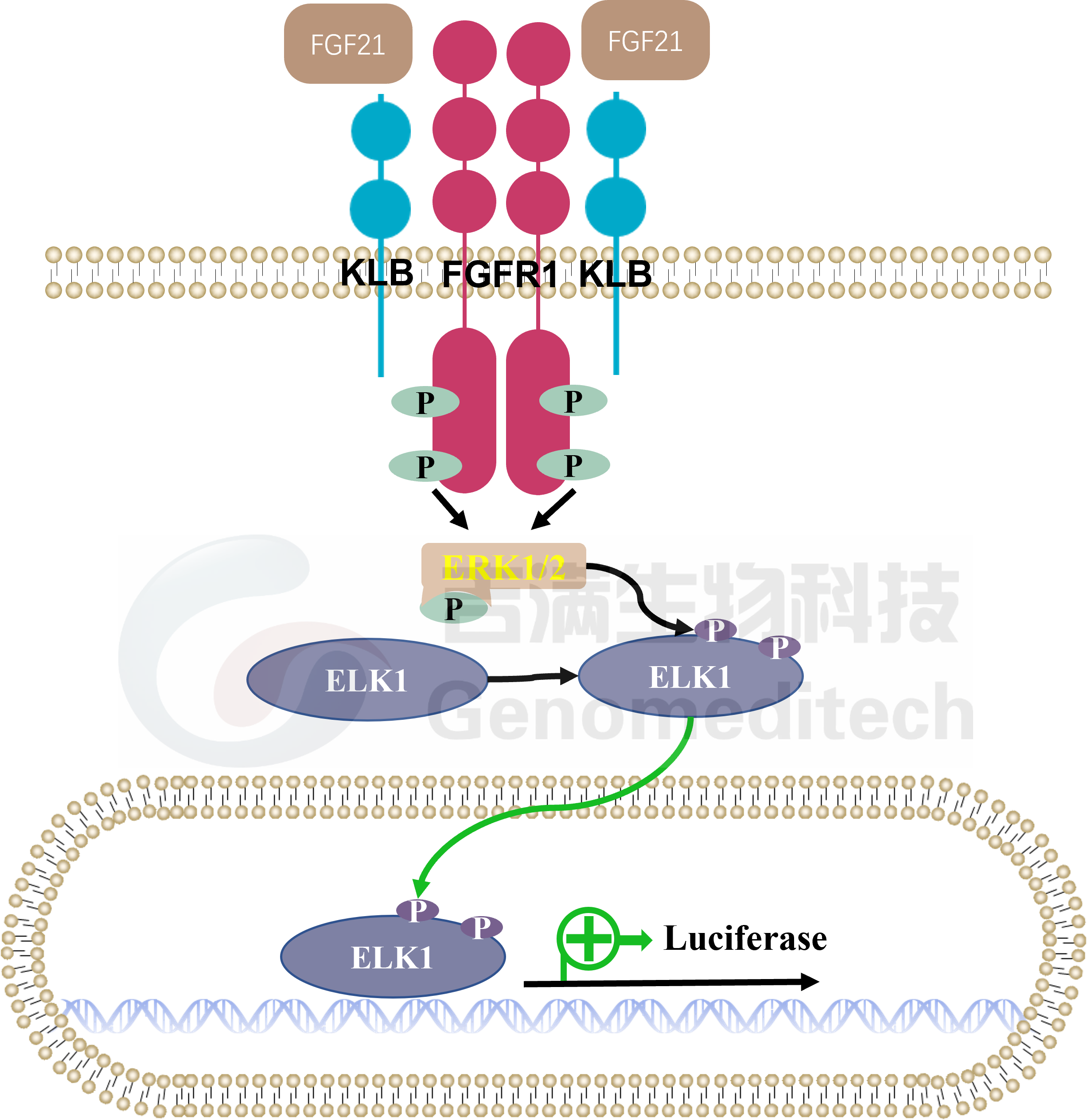 吉满生物科技（上海）有限公司