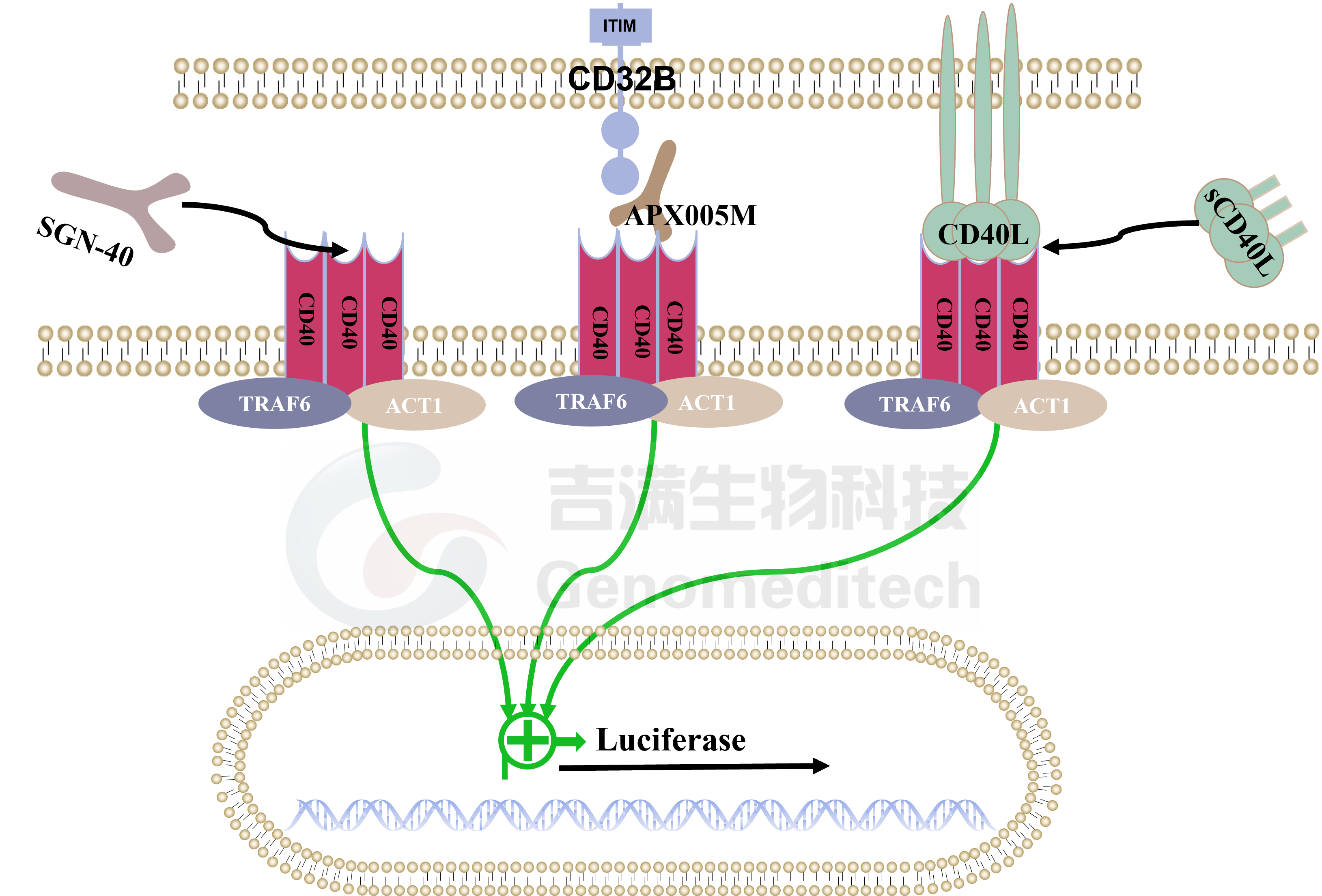 H_CD40(TNFRSF5) Reporter Jurkat Cell Line