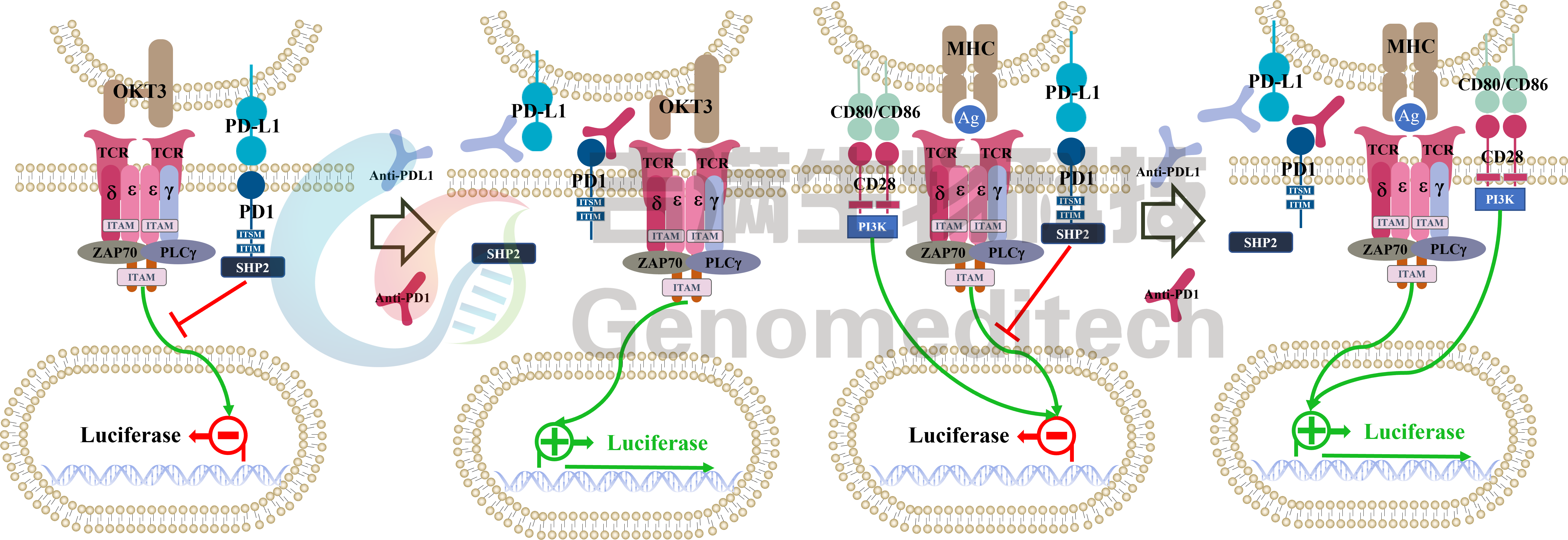 H_PD-1 Reporter Jurkat Cell Line