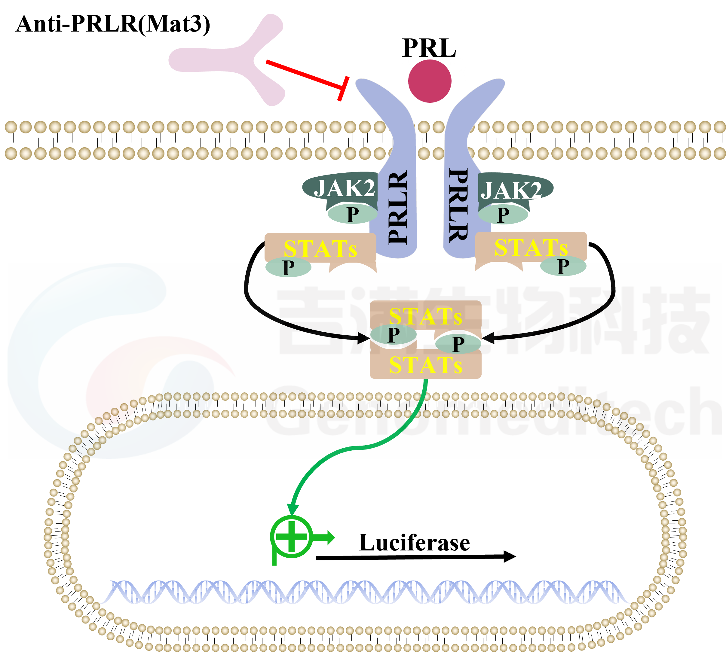 H_PRL(prolactin) Reporter Cell Line