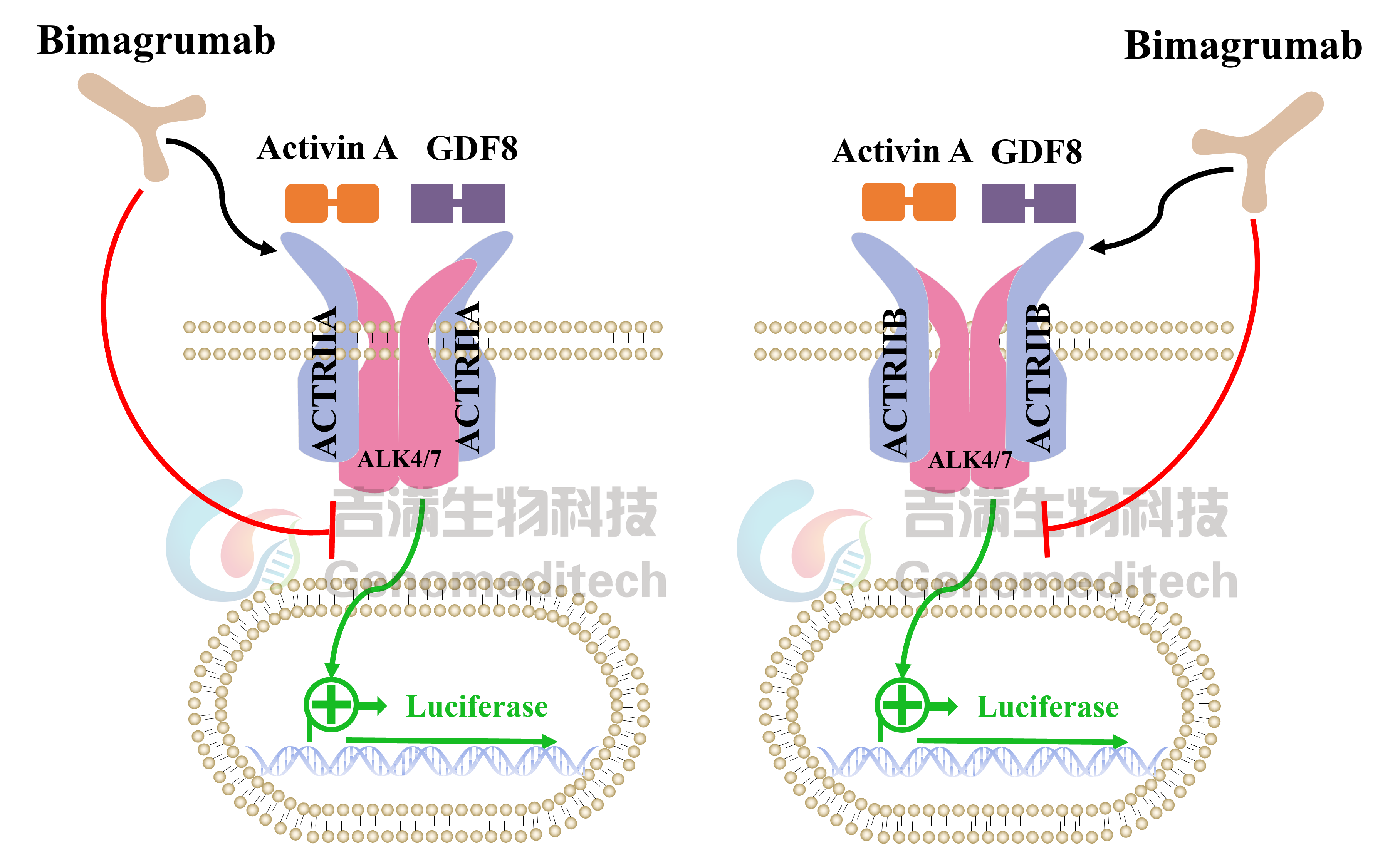 Activin A Reporter Cell Line