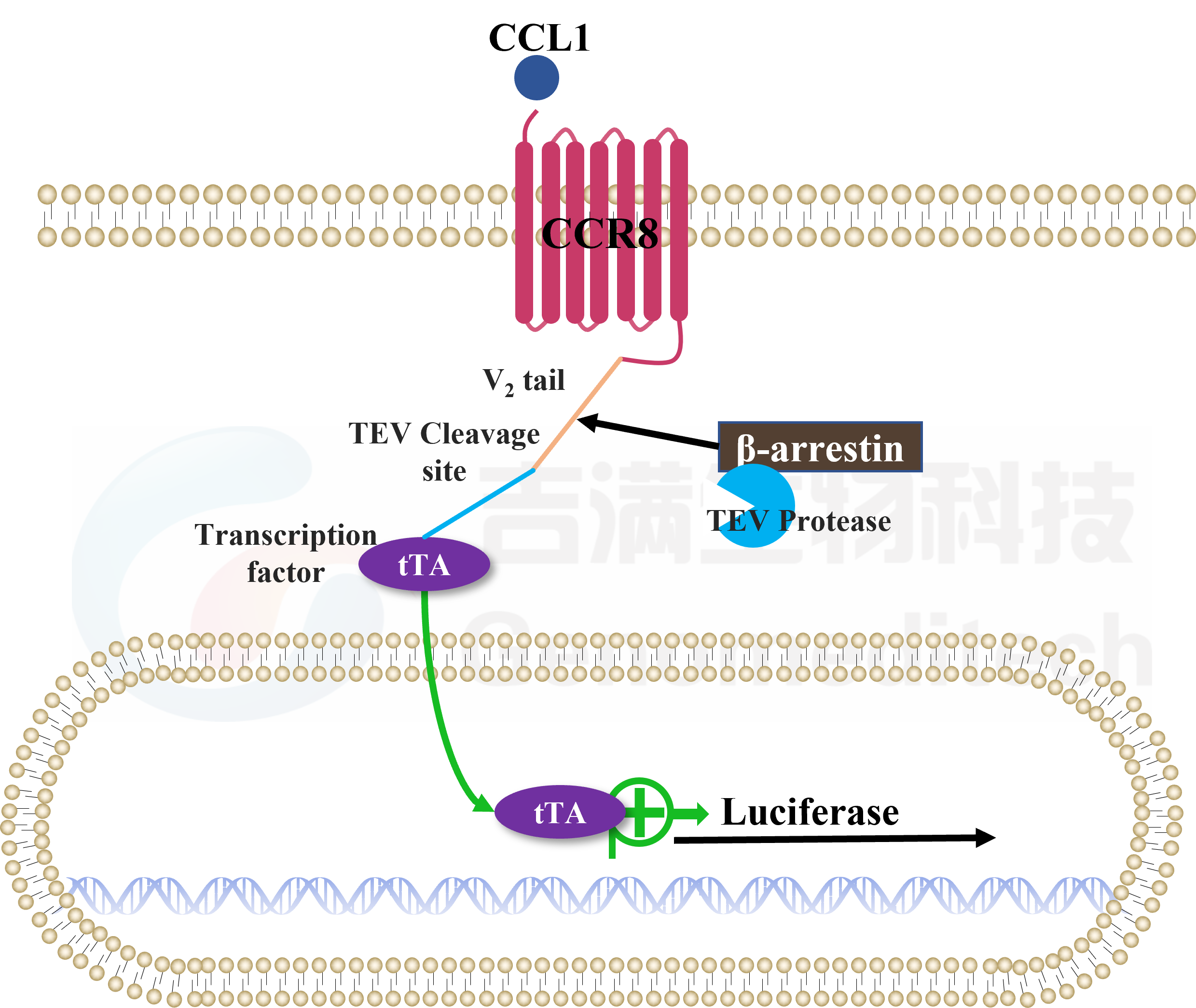 Tango-H_CCR8 CHO-K1 Cell Line
