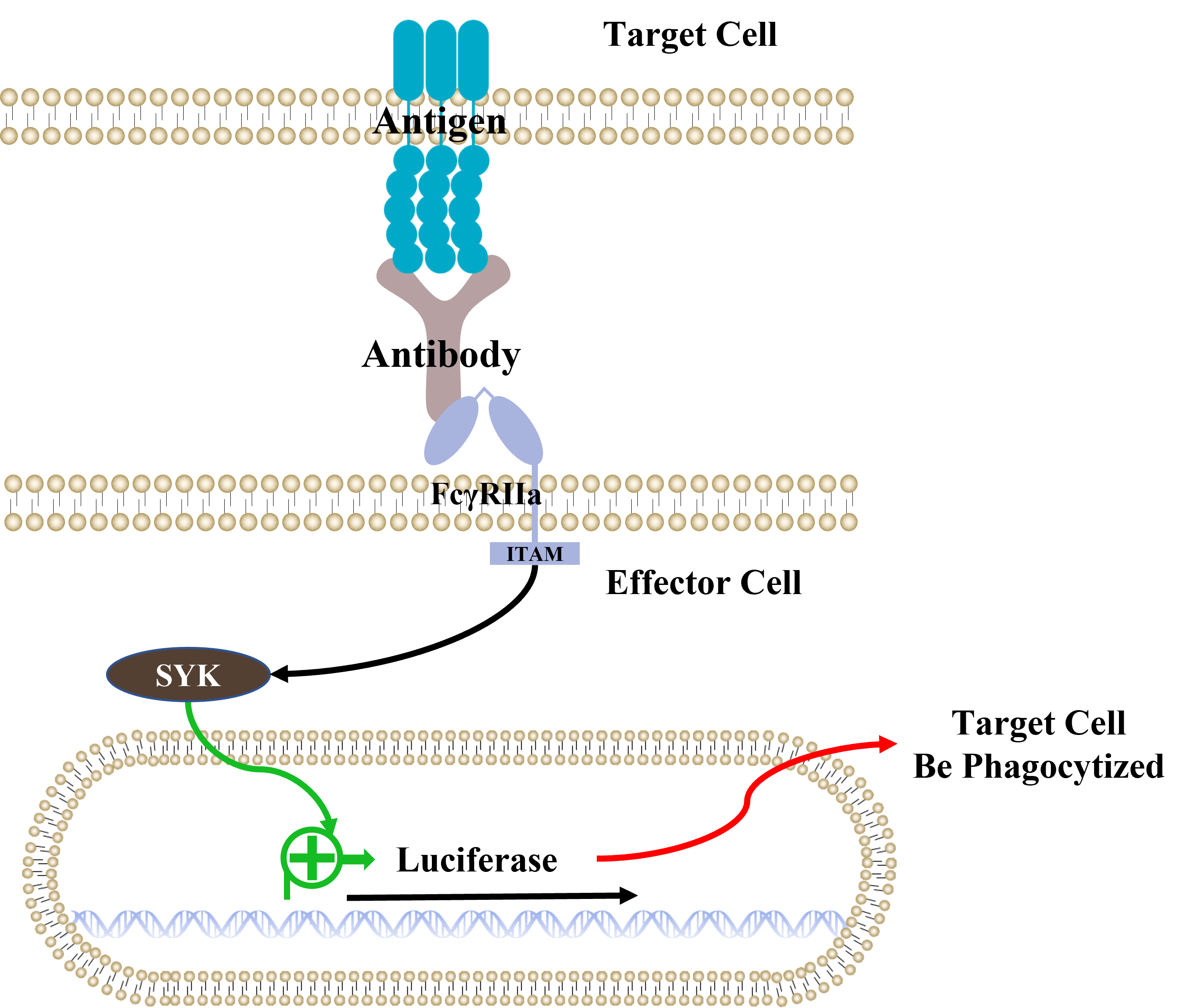 ADCP FcγRIIa Jurkat Effector Cell Line