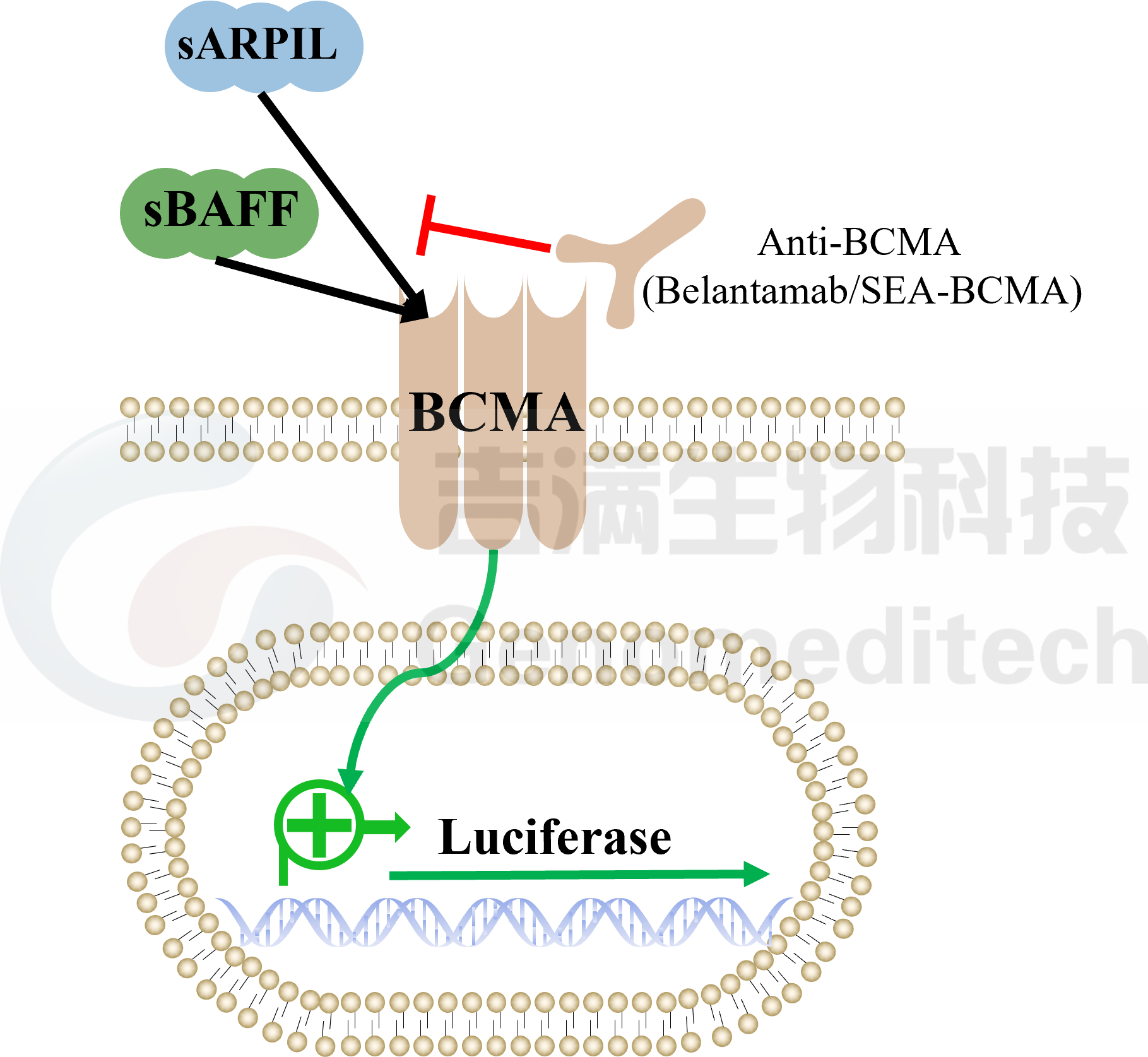 吉满生物科技（上海）有限公司