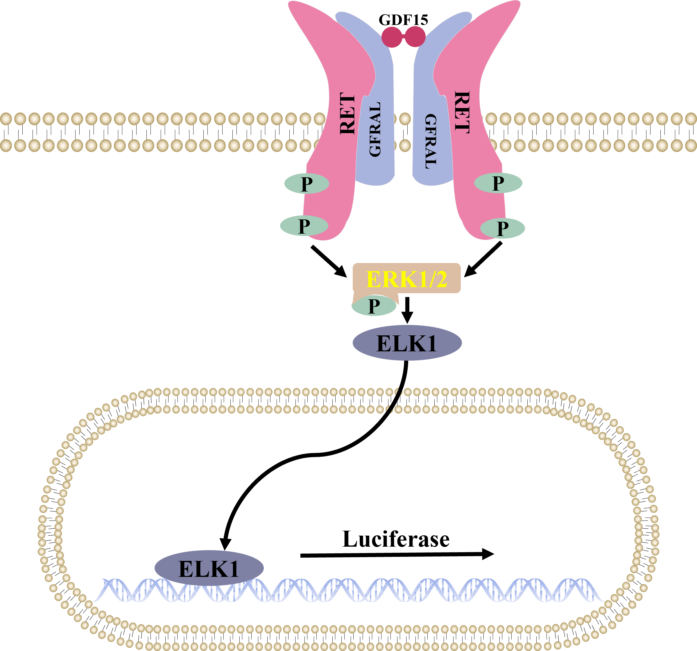 H_GDF15 Reporter 293 Cell Line