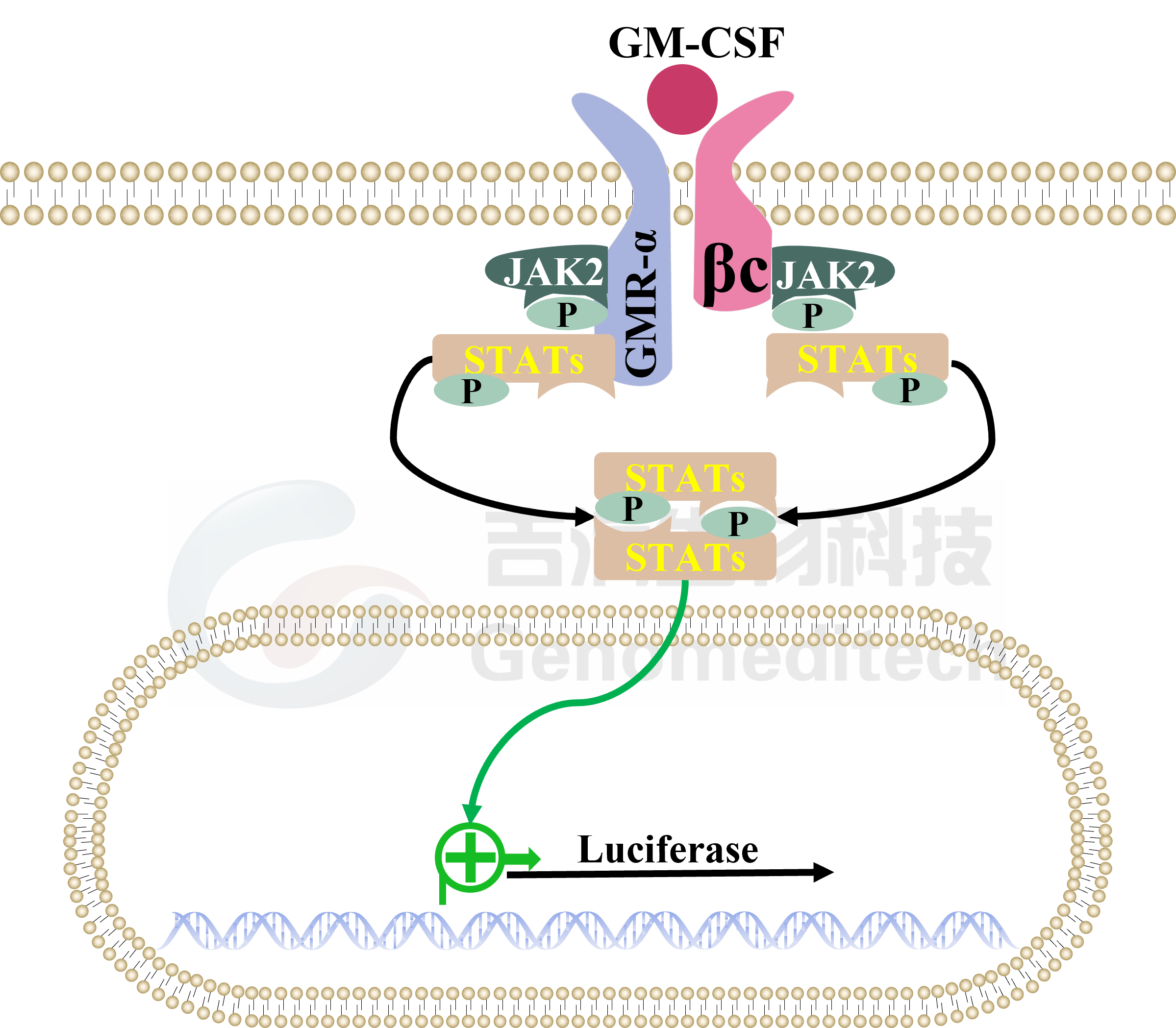 GM-CSF Reporter Cell Line