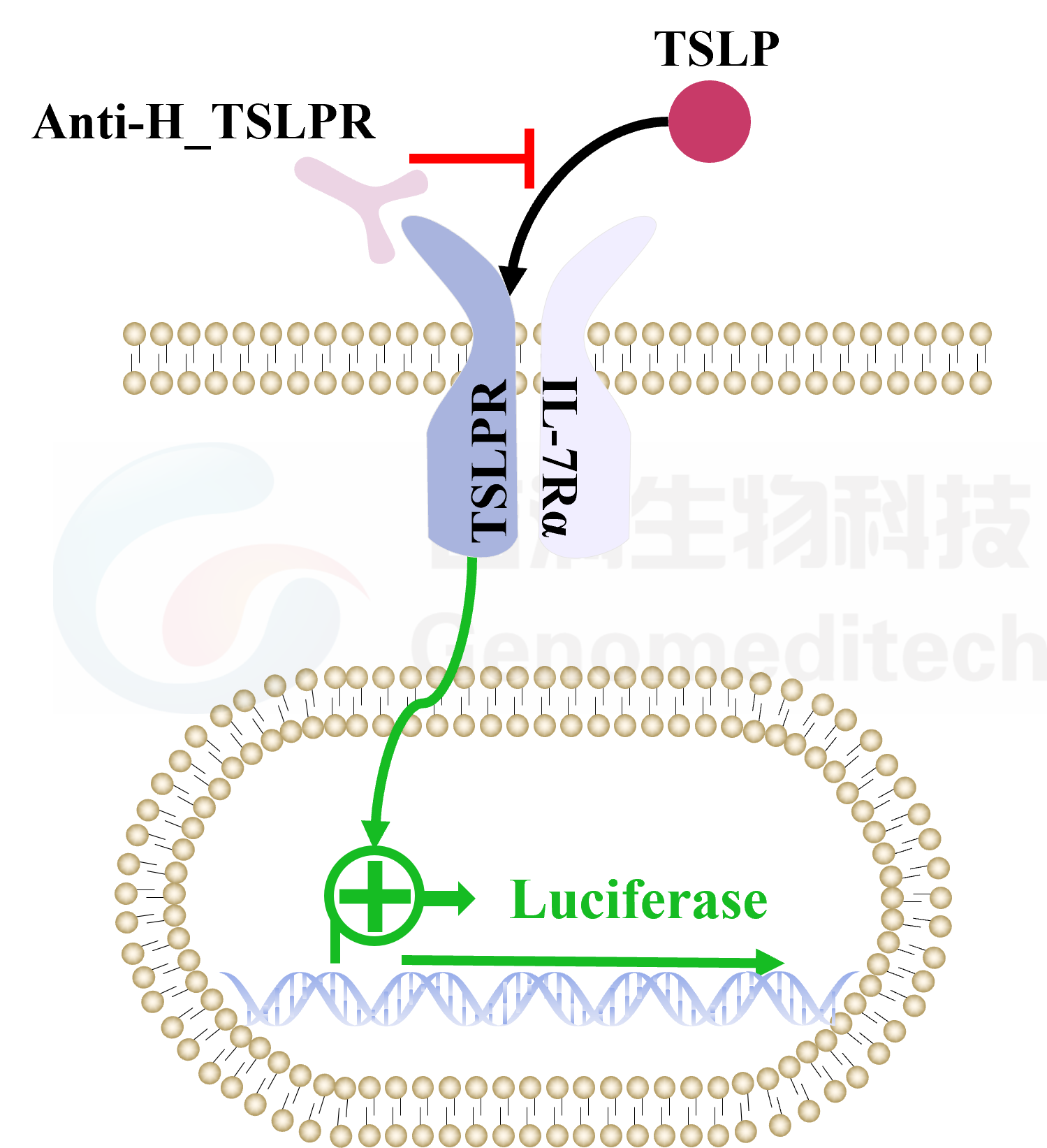 H_TSLP Reporter Cell Line
