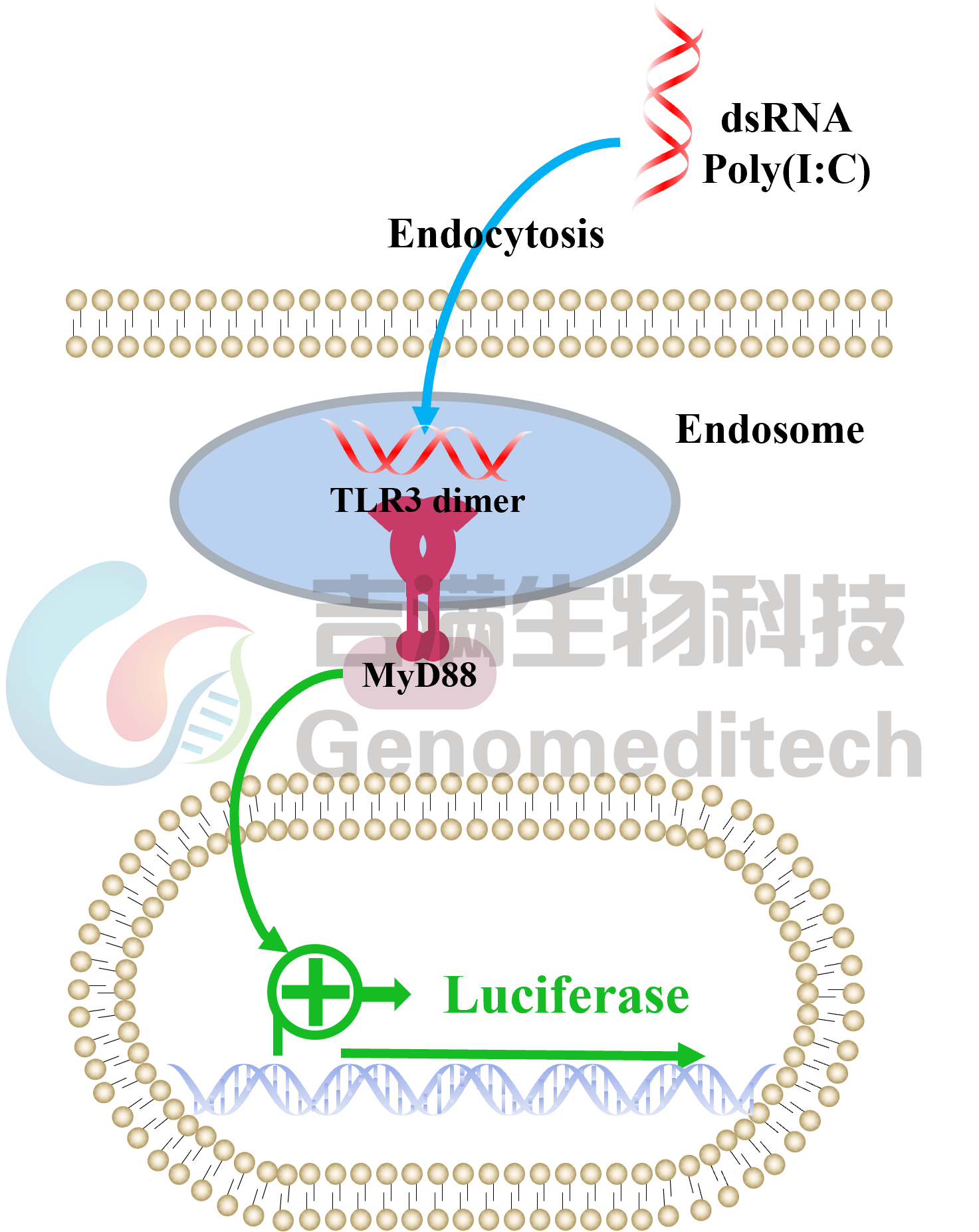 Mouse_TLR3 Reporter 293 Cell Line