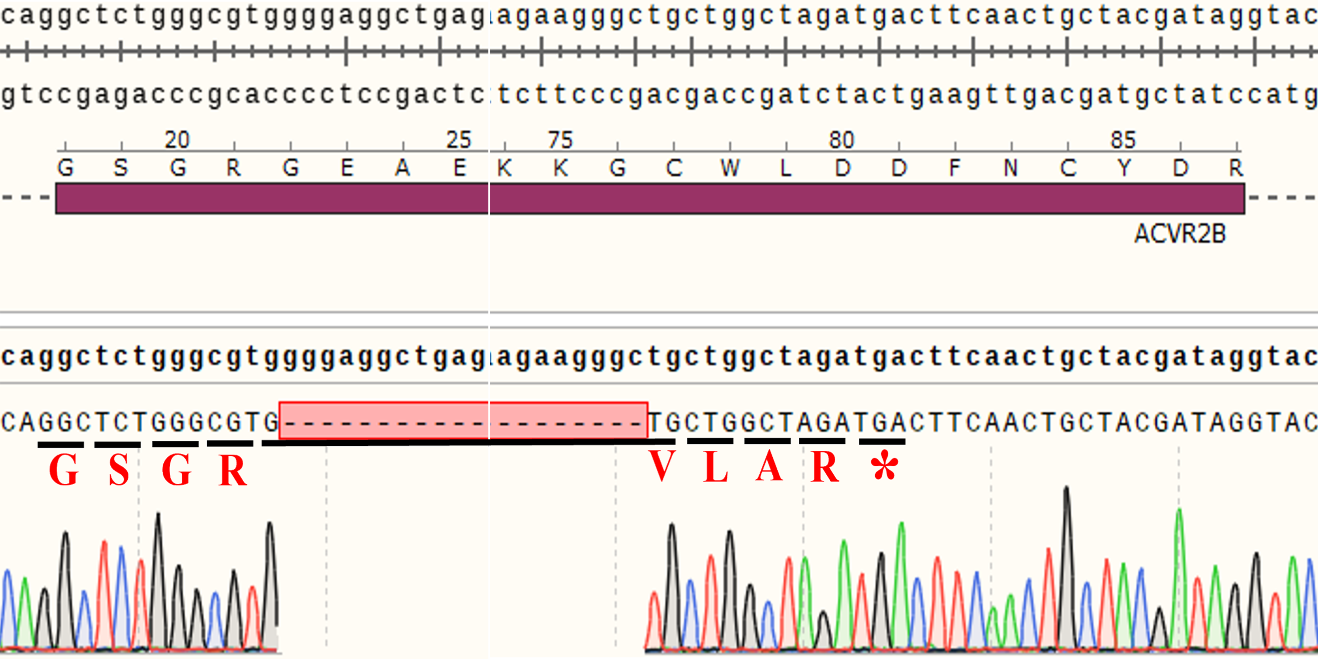 H_ACVR2B Reporter Cell Line