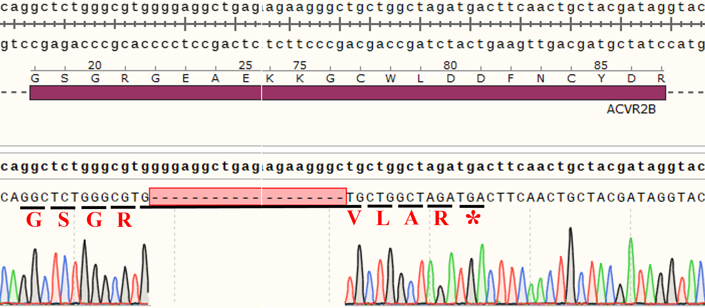 H_ACVR2A Reporter Cell Line